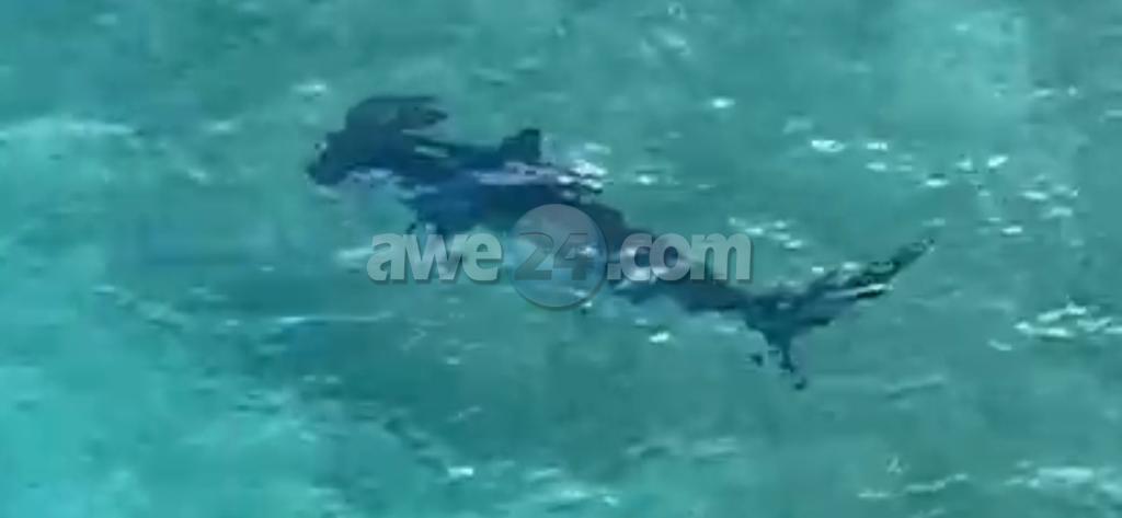 [VIDEO] Hammerhead Shark tambe señala cerca di canto di lama na Curaçao ...