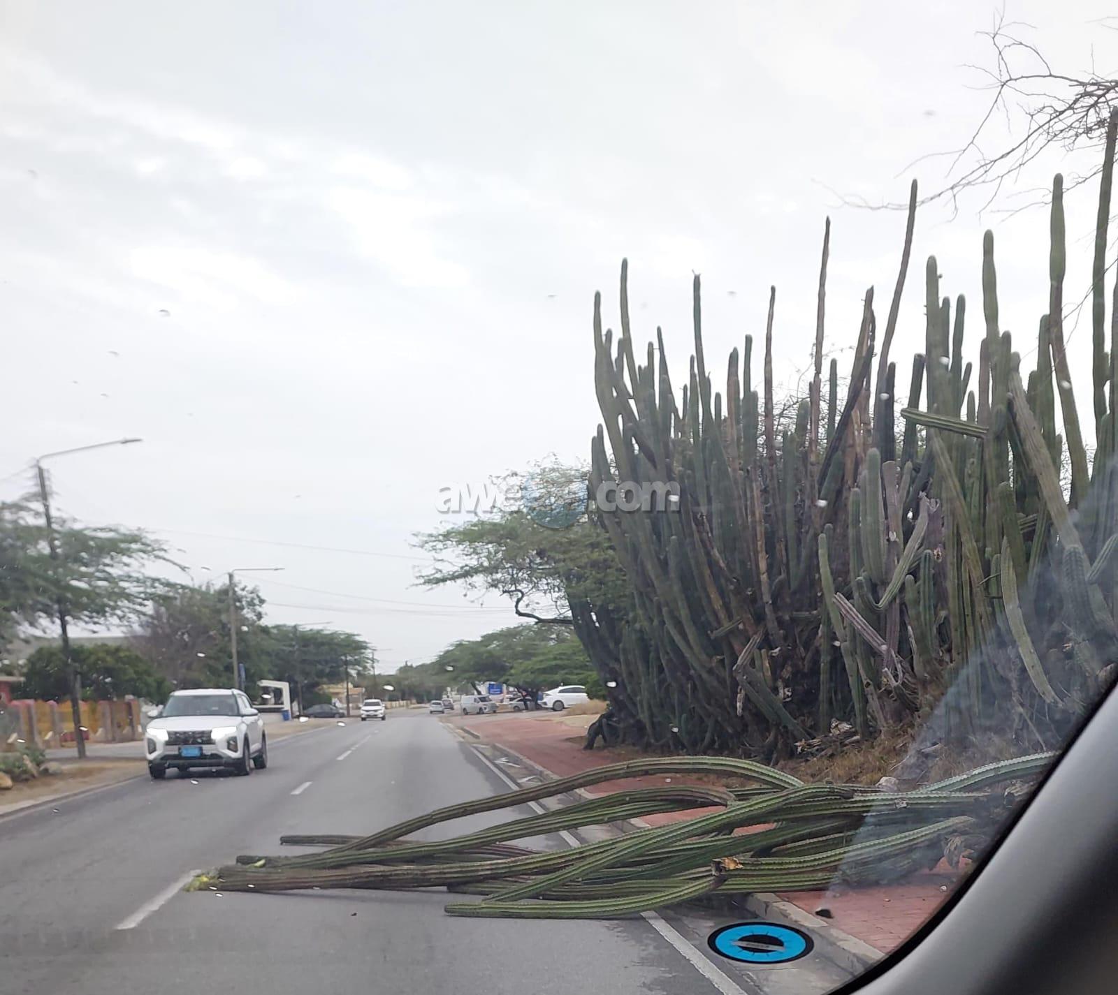 Cadushi grandi a cay riba caminda dilanti di Imelda Hof – AWE24.com Bo ...